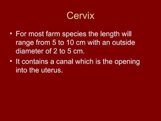 Bovine Biometery feamle reproductive anatomy and physiology.ppt