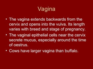 Bovine Biometery feamle reproductive anatomy and physiology.ppt