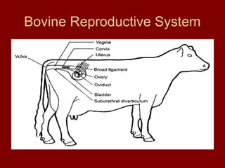 Bovine Biometery feamle reproductive anatomy and physiology.ppt