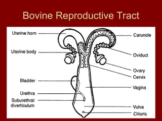 Bovine Biometery feamle reproductive anatomy and physiology.ppt