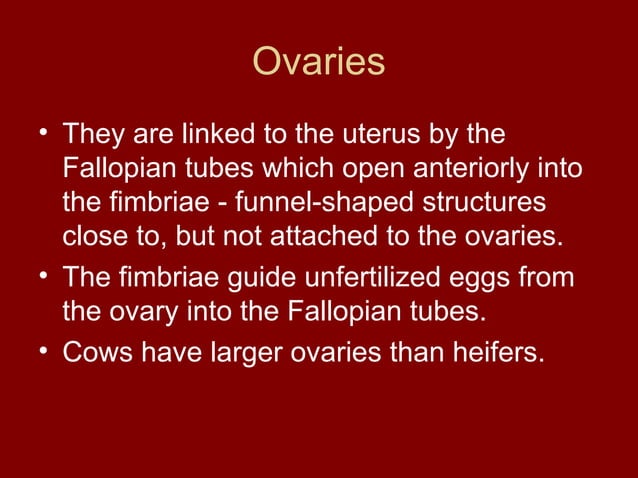 Bovine Biometery feamle reproductive anatomy and physiology.ppt