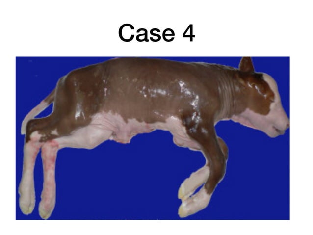 Bovine brucellosis | PDF