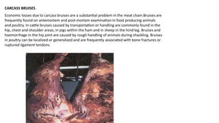 Bovine_carcass_conditions associated.pptx
