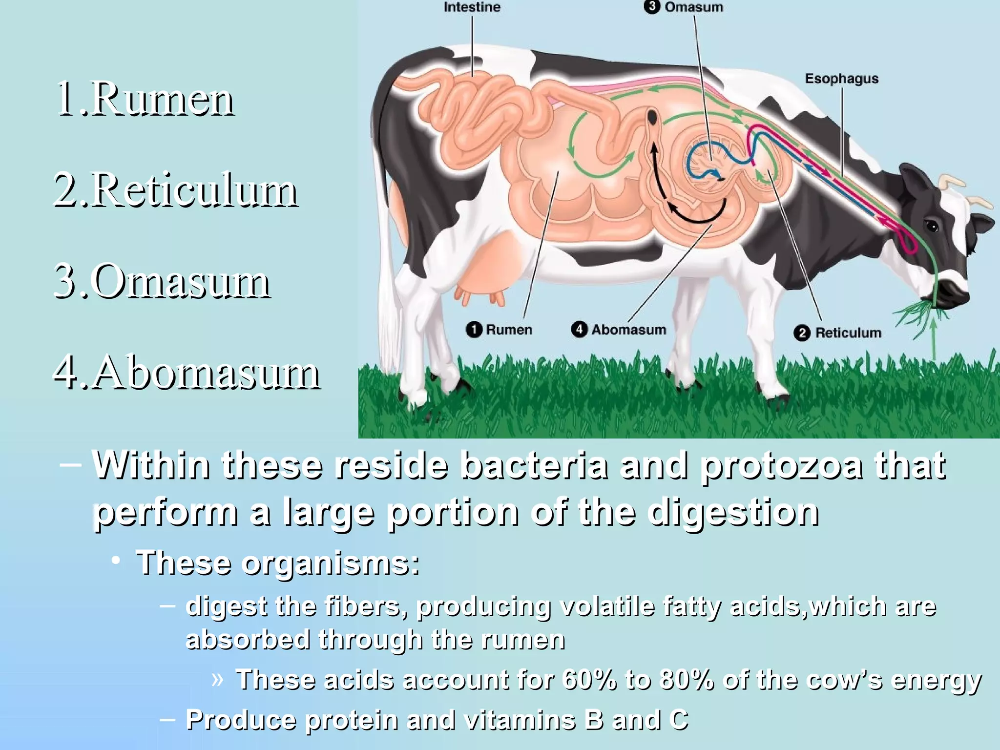 Bovine Digestion | PPT