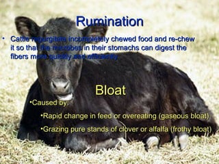 Bovine Digestion | PPT