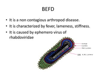 Bovine Epemeral Fever Disease: Introduction | PPTX
