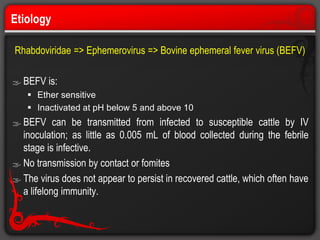 Bovine Ephemeral Fever Pptx