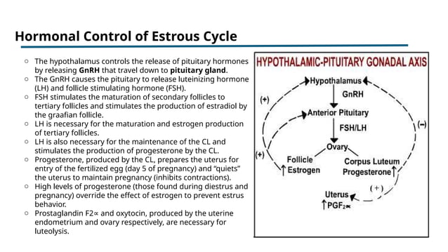 Bovine Estrous Cycle, hormones and feedback mechanism | PPT