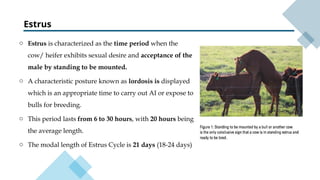 Bovine Estrous Cycle, hormones and feedback mechanism | PPTX