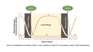 Bovine Estrous Cycle, hormones and feedback mechanism | PPT