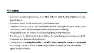 Bovine Estrous Cycle, hormones and feedback mechanism | PPT