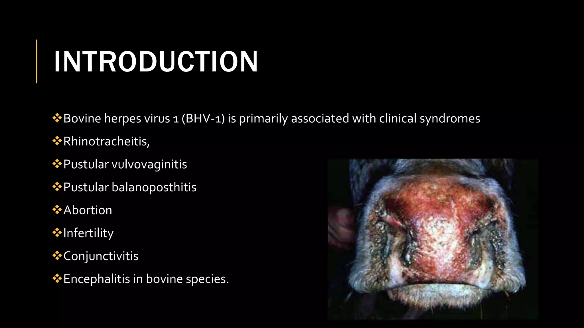 Bovine herpes virus 1 affections -(Infectious bovine rhinotracheitis ...