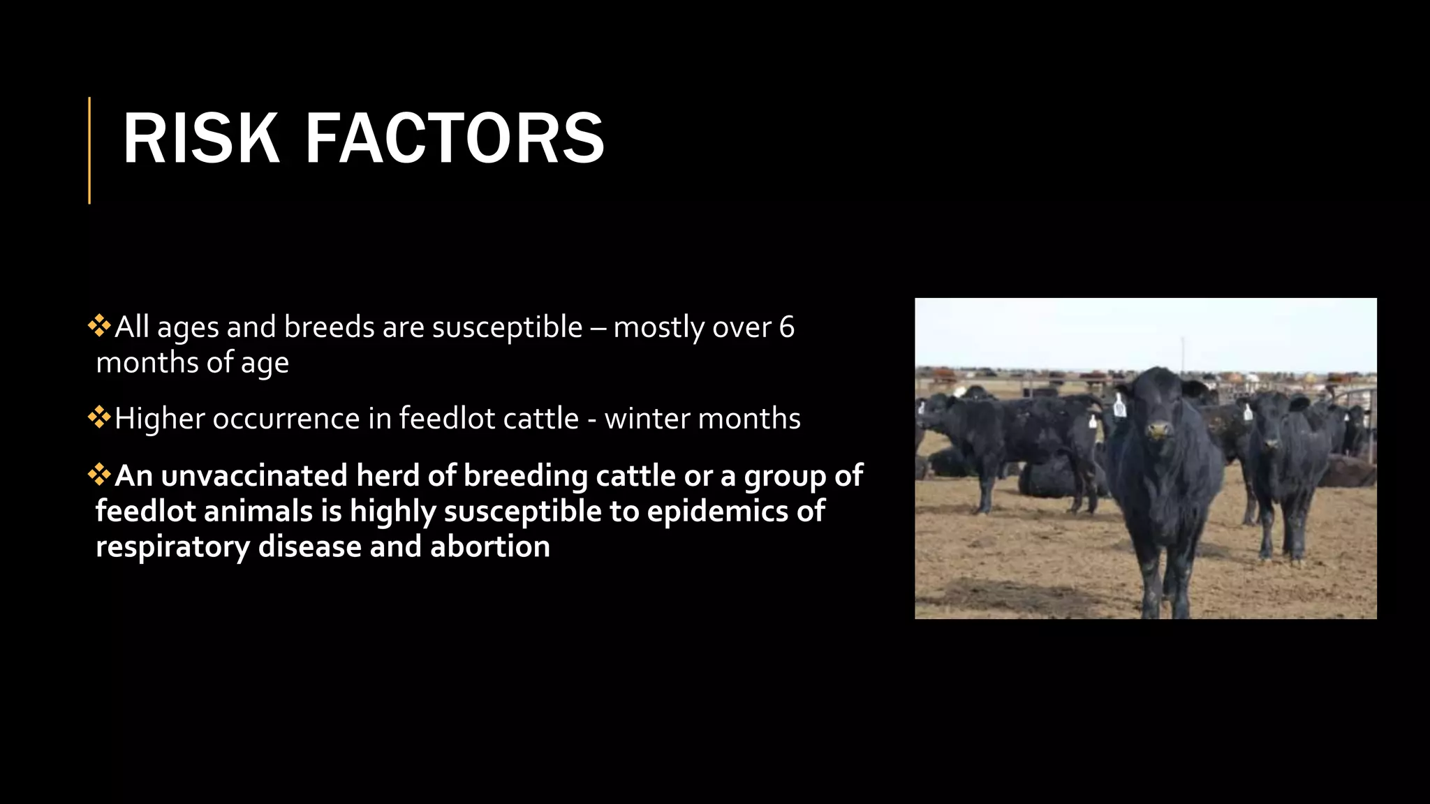 Bovine herpes virus 1 affections -(Infectious bovine rhinotracheitis ...