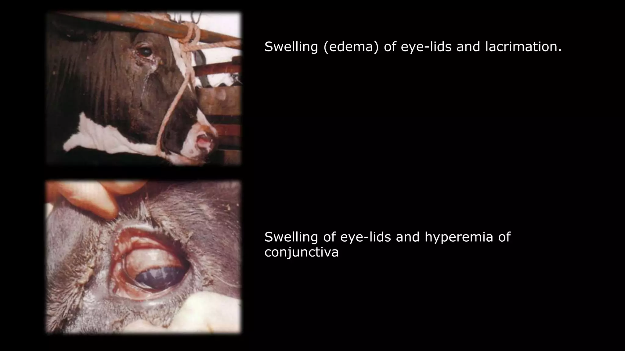 Bovine herpes virus 1 affections -(Infectious bovine rhinotracheitis ...