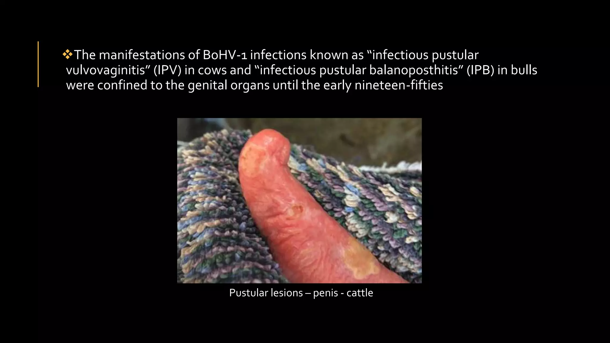 Bovine herpes virus 1 affections -(Infectious bovine rhinotracheitis ...