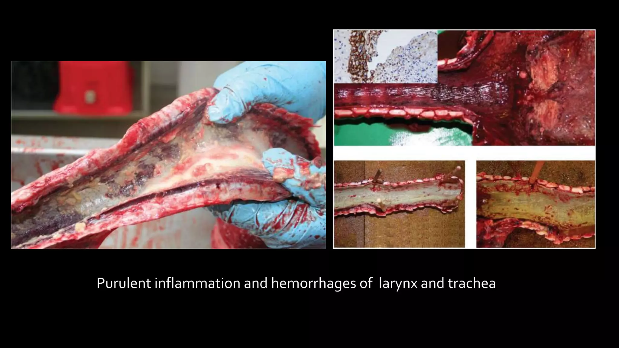 Bovine herpes virus 1 affections -(Infectious bovine rhinotracheitis ...