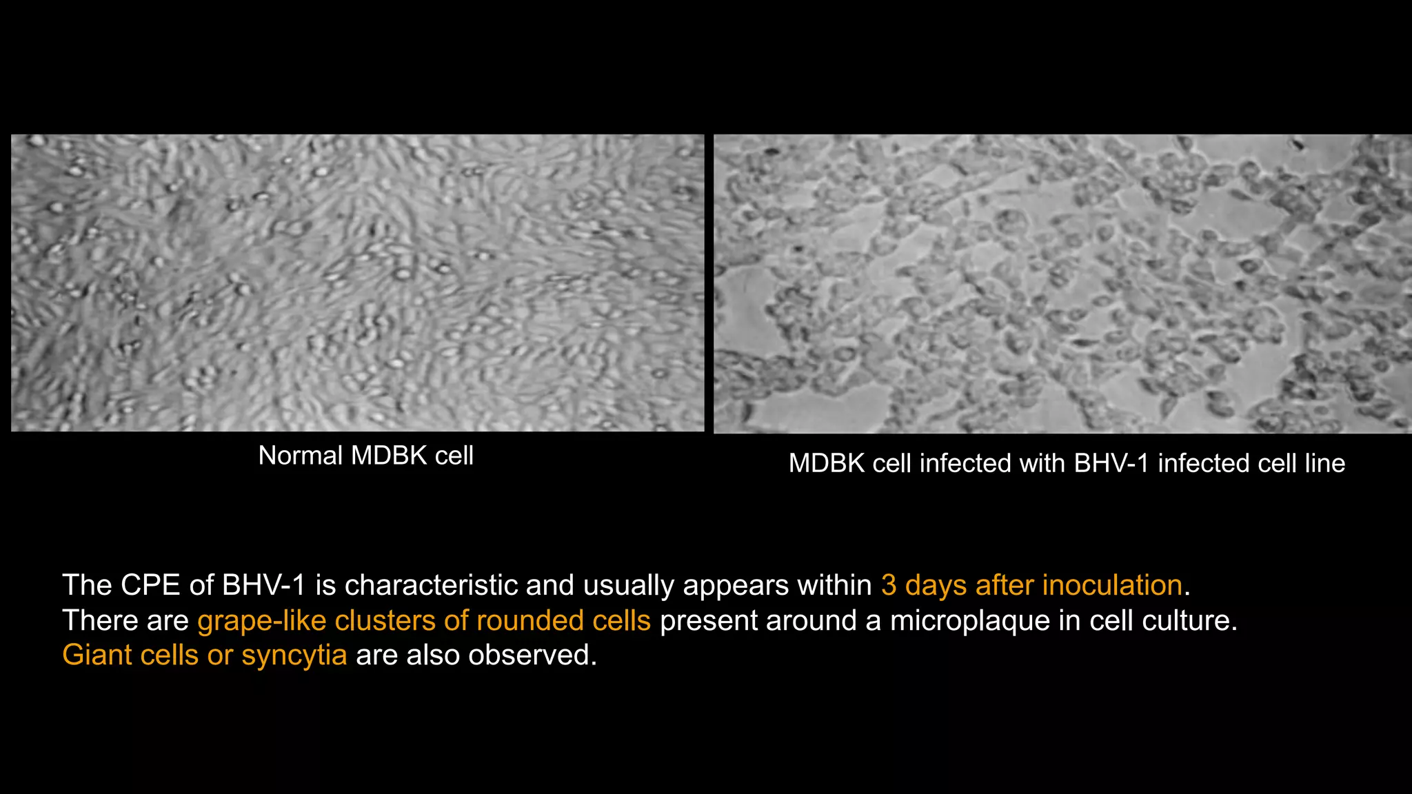 Bovine herpes virus 1 affections -(Infectious bovine rhinotracheitis ...