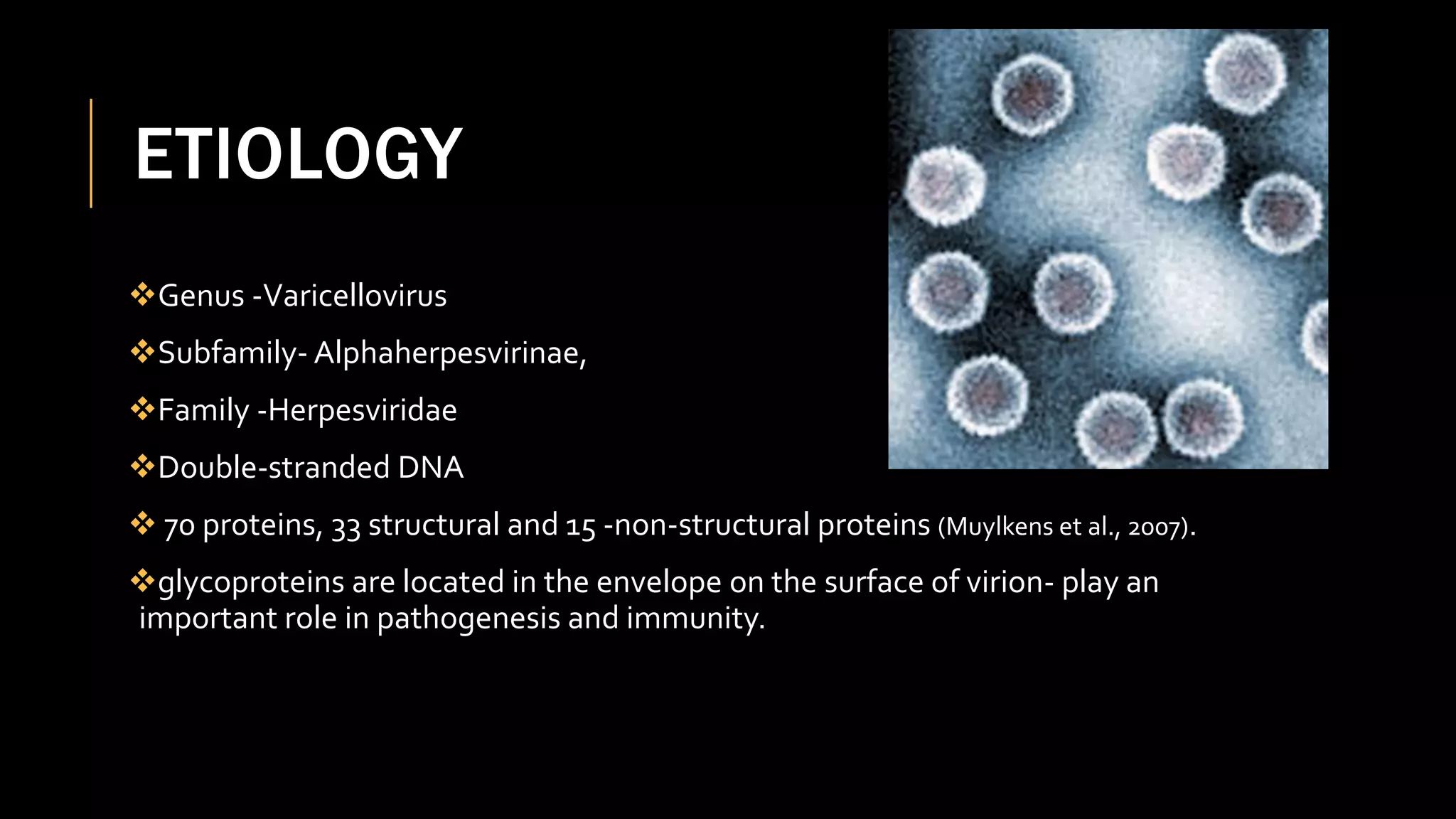 Bovine herpes virus 1 affections -(Infectious bovine rhinotracheitis ...