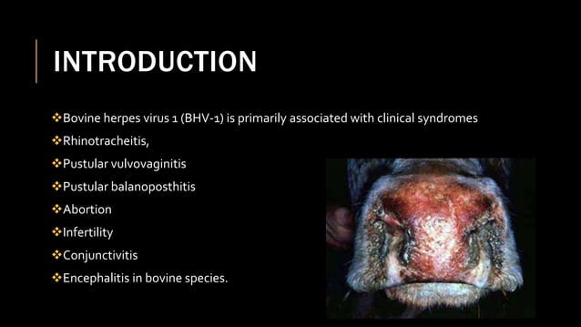 Bovine herpes virus 1 affections -(Infectious bovine rhinotracheitis ...
