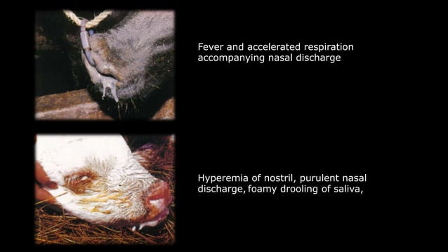 Bovine herpes virus 1 affections -(Infectious bovine rhinotracheitis ...