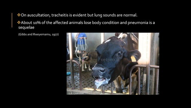 Bovine herpes virus 1 affections -(Infectious bovine rhinotracheitis ...