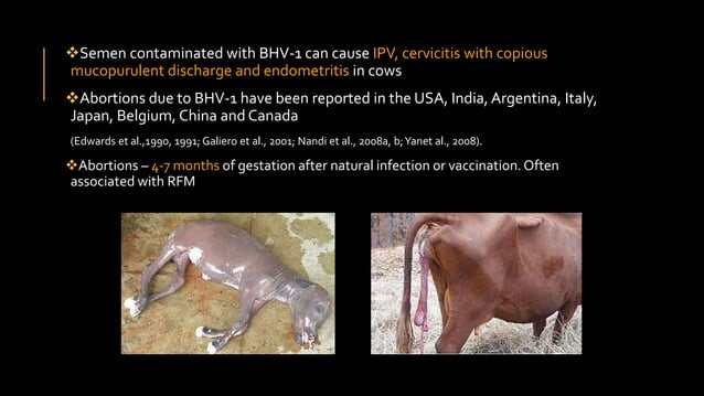 Bovine herpes virus 1 affections -(Infectious bovine rhinotracheitis ...