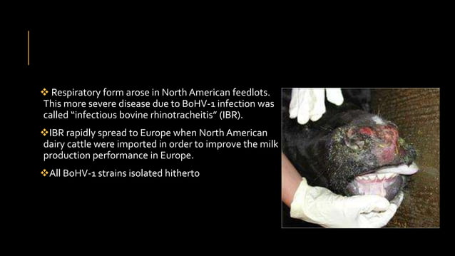 Bovine herpes virus 1 affections -(Infectious bovine rhinotracheitis ...