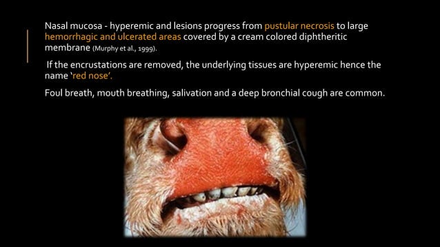 Bovine herpes virus 1 affections -(Infectious bovine rhinotracheitis ...