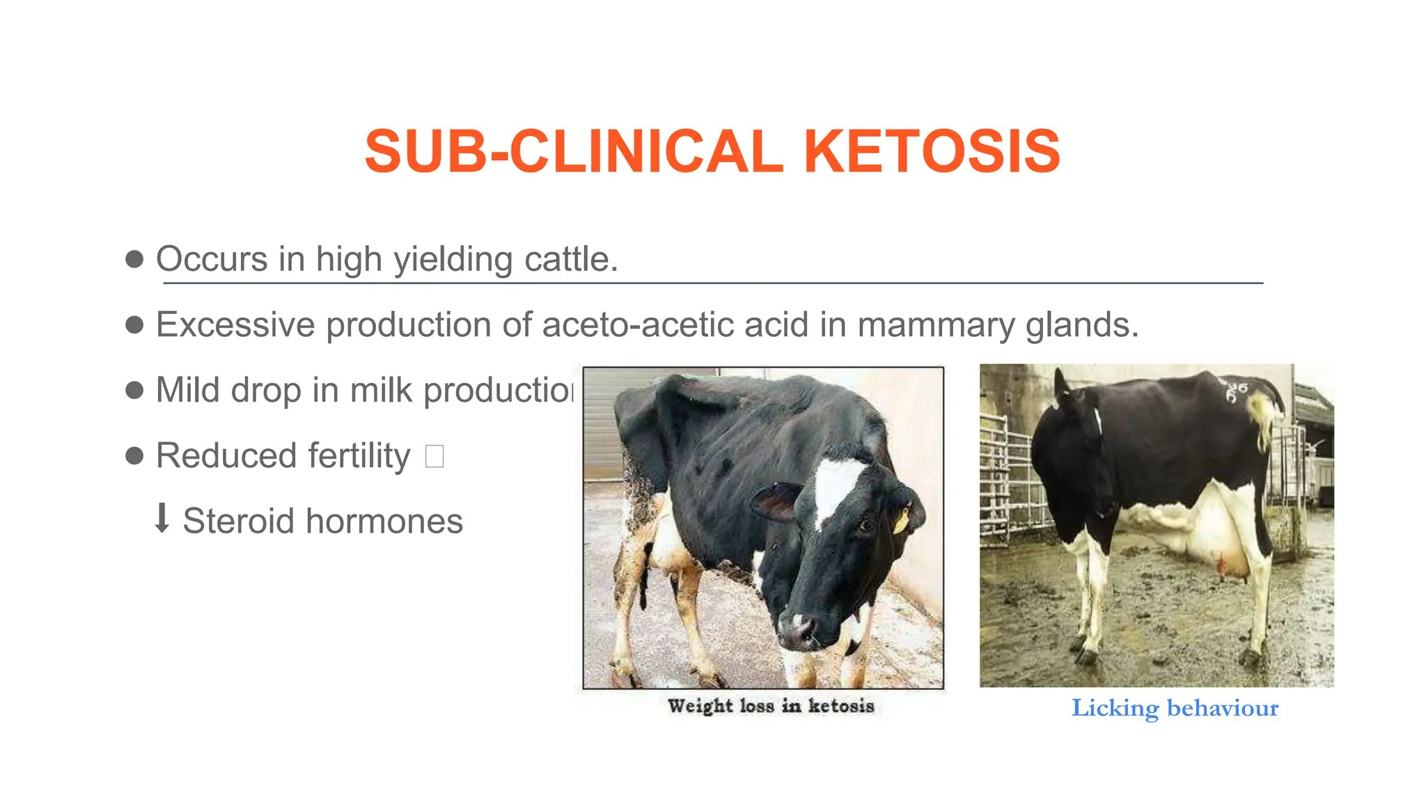 bovine ketosis-3.pptx gives an overall view about Bovine ketosis | PPTX