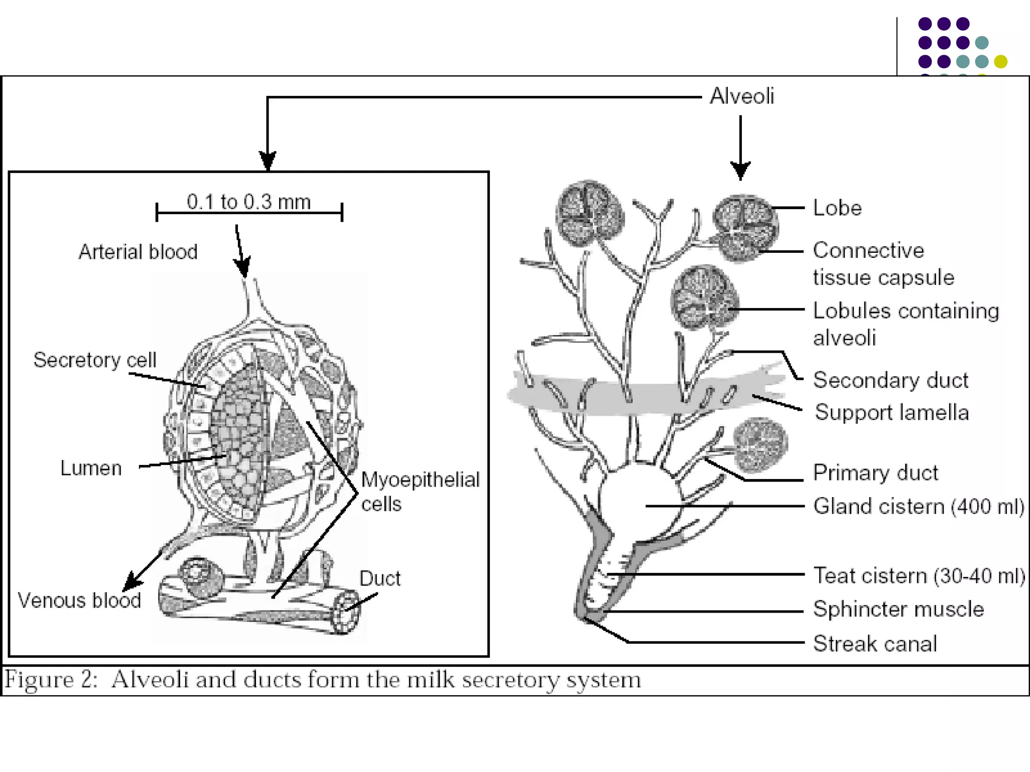 Bovine mammary gland | PPT