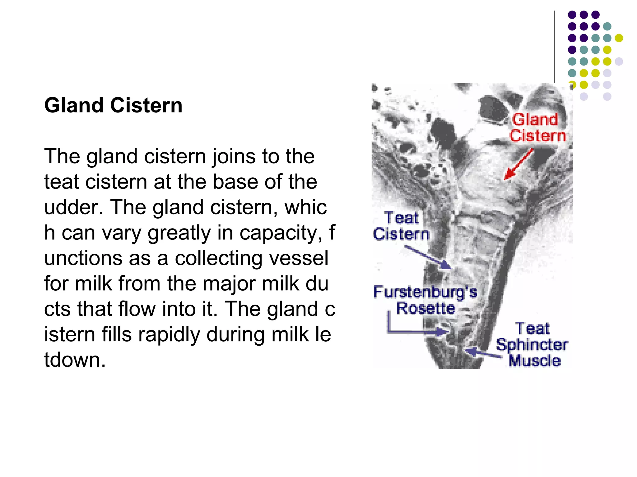 Bovine mammary gland | PPT
