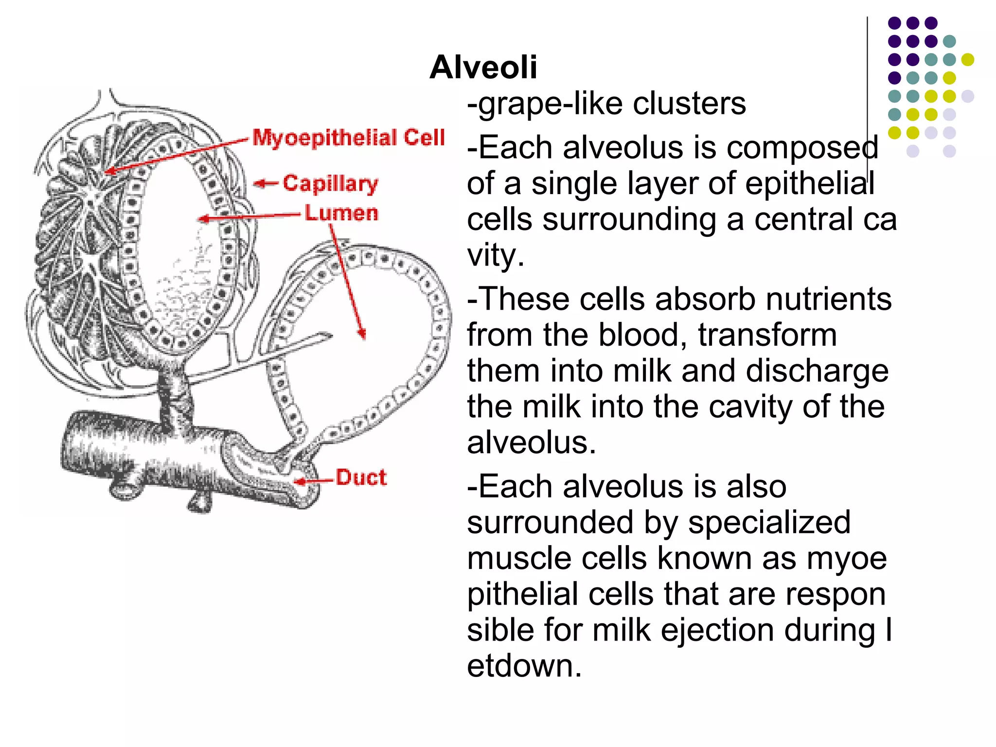 Bovine mammary gland | PPT