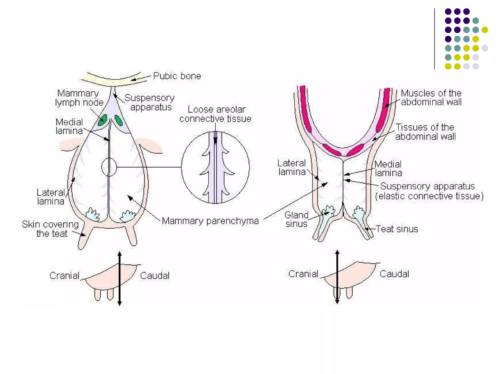 Bovine mammary gland | PPT