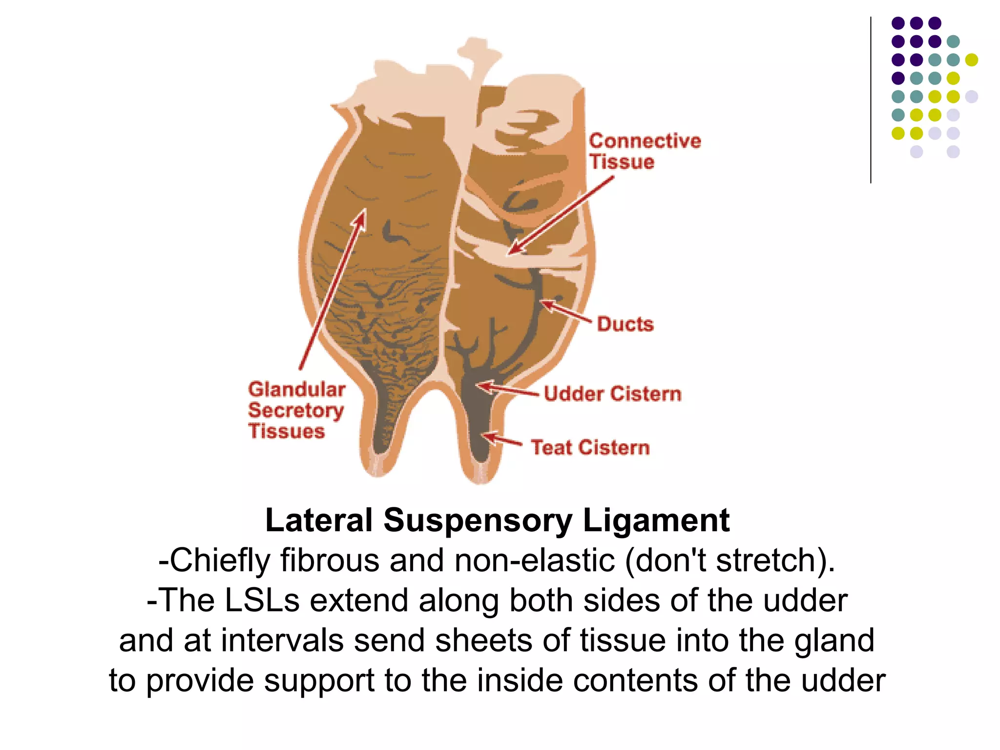 Bovine mammary gland | PPT