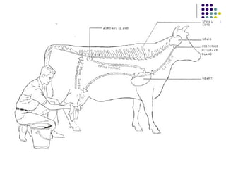 Bovine mammary gland | PPT