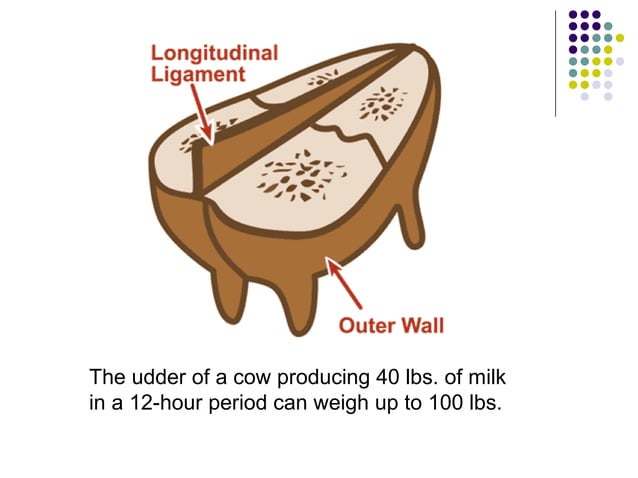 Bovine mammary gland | PPT | Endocrine and Metabolic Diseases ...