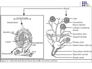 Mammary Gland Anatomy Of Cow