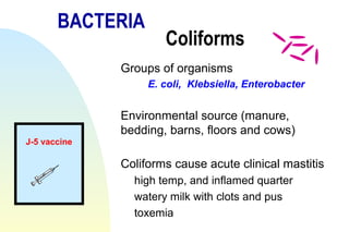 Bovine mastitis | PPT