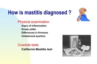 Bovine mastitis | PPT