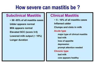 Bovine mastitis | PPT