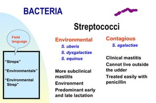 Bovine mastitis | PPT