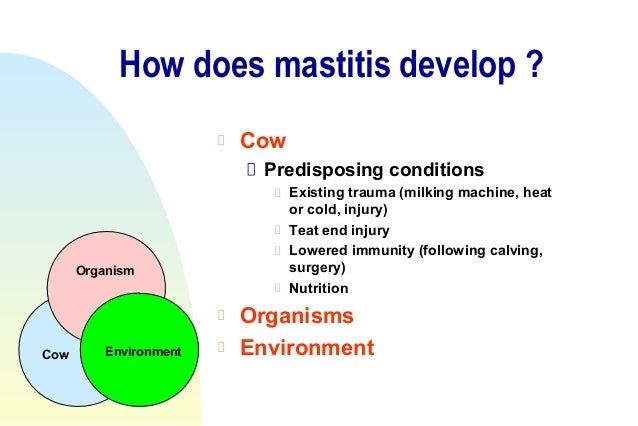 Bovine mastitis