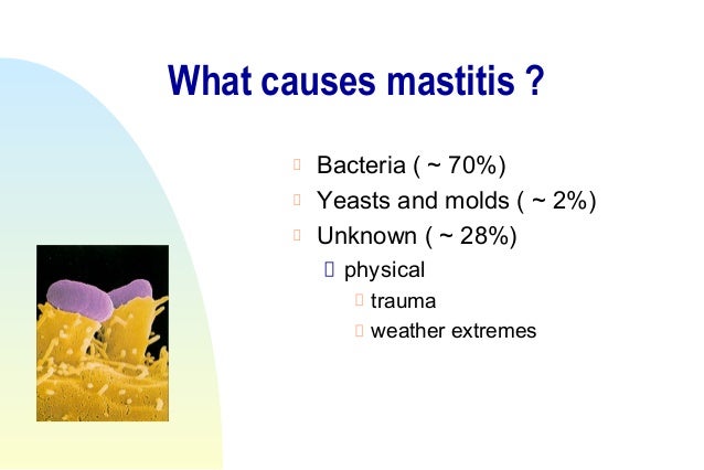 Bovine mastitis