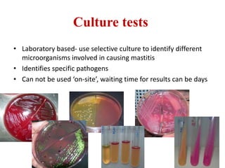 Bovine Mastitis | PPTX