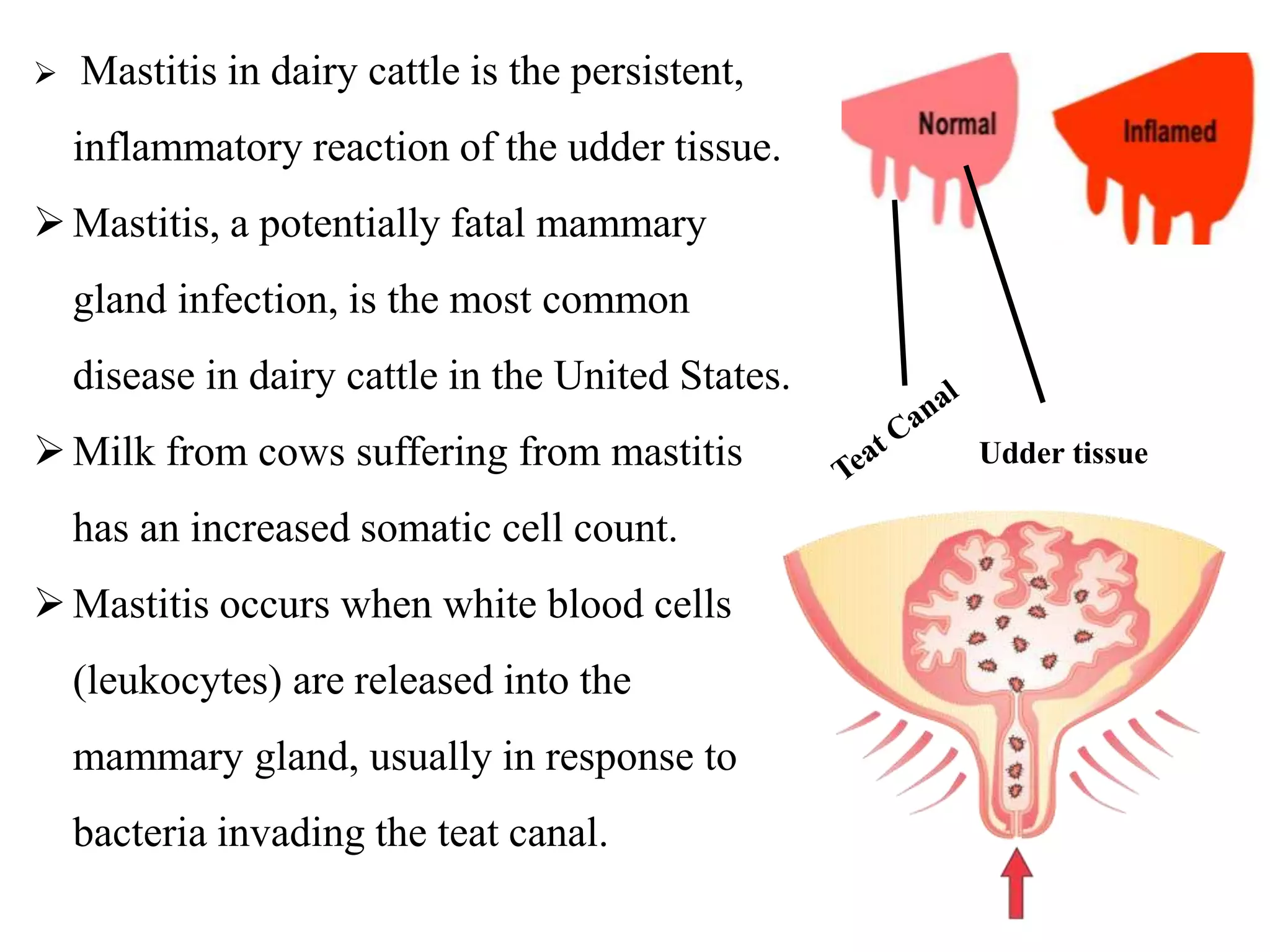Bovine mastitis | PPTX | Infectious Diseases | Diseases and Conditions