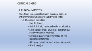 Bovine Mastitis mechanism pathogenesis prevention care and treatment ...