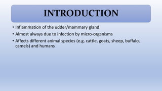 Bovine Mastitis mechanism pathogenesis prevention care and treatment ...