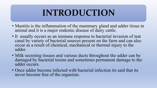 Bovine Mastitis mechanism pathogenesis prevention care and treatment ...