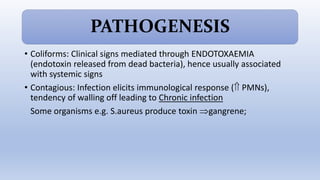 Bovine Mastitis mechanism pathogenesis prevention care and treatment ...