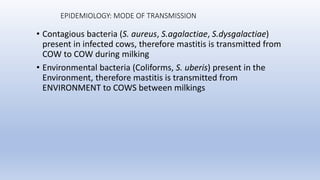 Bovine Mastitis mechanism pathogenesis prevention care and treatment ...